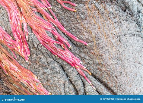 Closeup Surface Red Root Grow On Skin Of Trunk Of Banyan Tree Texture