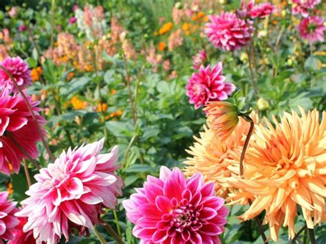 Bedeutung Der Dahlienblüte Herkunft Symbolik Sorten Und Pflege