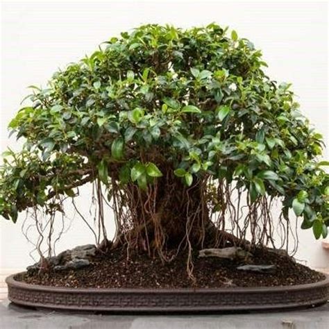 Small Leaved Fig Ficus Obliqua Buy Online At Seeds Of Plenty