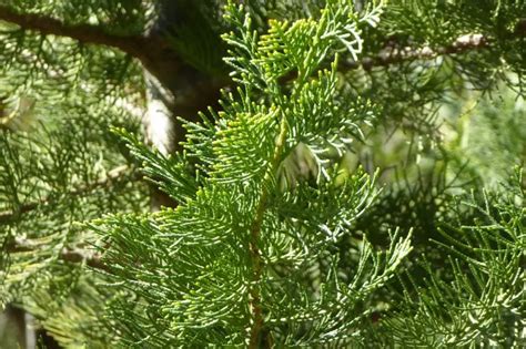 25 Types Of Cypress Trees Pictures And Identification