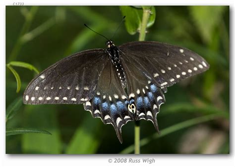 Papilio Polyxenes Asterius Live Adults Page 2