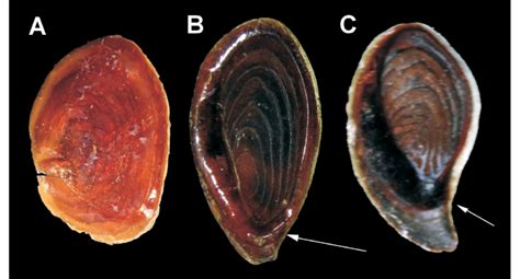 Operculum In Inner View A Buccinum Undatum Round Operculum Char