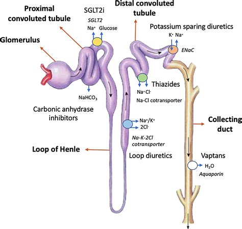Loop Diuretics Osteoporosis At Jordan Bullard Blog
