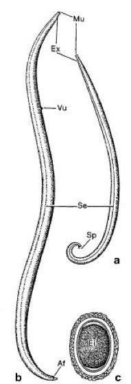 Spulwurm Lexikon Der Biologie