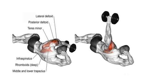 Rear Delt Fly Muscles Worked Benefits Variations Fit Life Regime