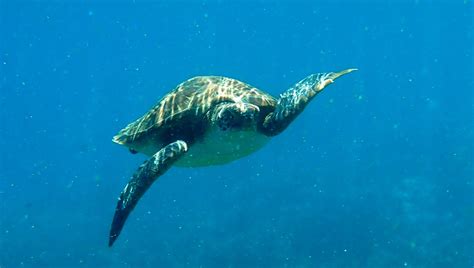 Encounters Pitufa At