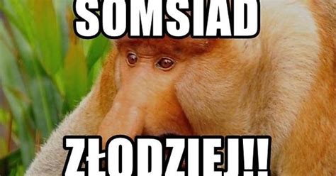 Somsiad Album On Imgur