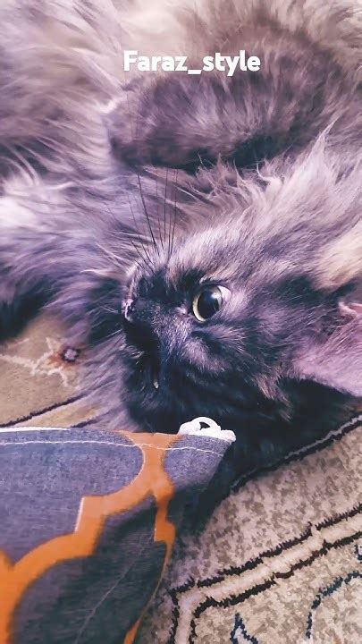 رونیک بابا Youtube