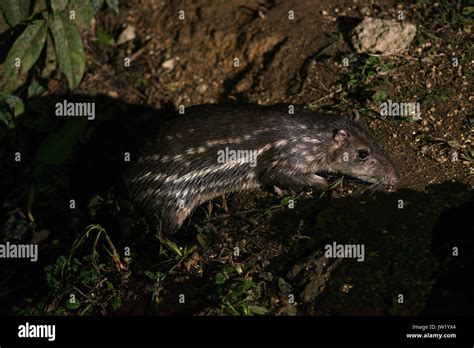 Rodent Rodent Paca Agouti Paca Rainforest Rodent Hi Res Stock