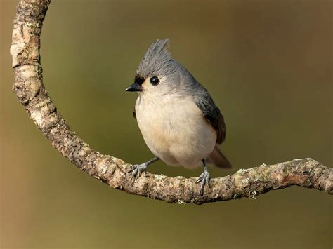 Male Or Female Titmouse How To Identify A Tufted Titmouse Pwyco