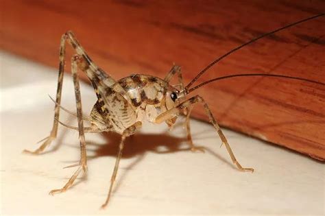 These Scary Looking Spider Crickets Could Be Hiding In Your House
