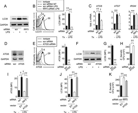 Irf5 Is Required For Bacterial Clearance In Human M1 Polarized Macrophages And Irf5 Immune