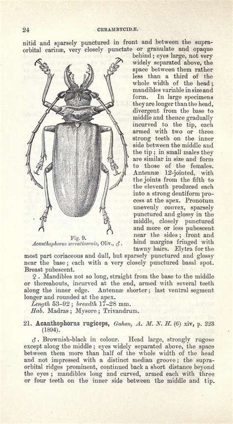 28 Coleoptera Cerambycidae Images Picryl Public Domain Media Search Engine Public Domain Search
