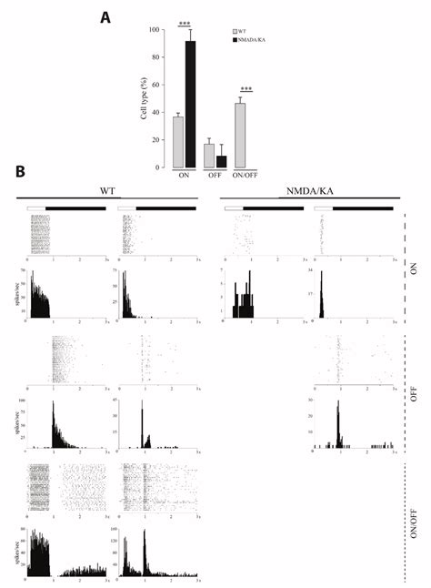 Quantification Of The Different Retinal Ganglion Cells Rgc Types Download Scientific Diagram