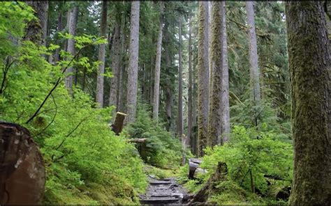 Enjoying Nature In Olympia A Look At The Citys Best Outdoor
