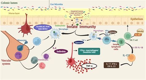 Drugs Acting On Various Pathophysiological Pathways In Ulcerative Colitis Biorender Science