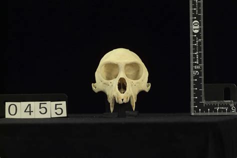 Cercopithecus Mitis Blue Monkey