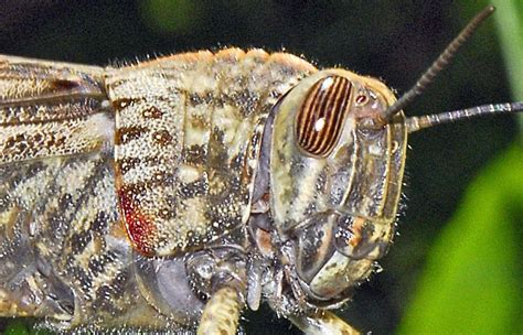 Giant Locust