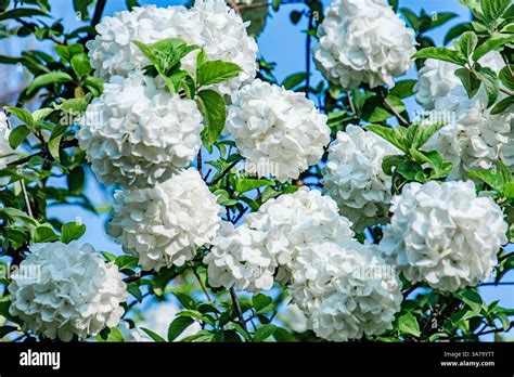 Hydrangea Flowers Burst Into Bloom In Ganzhou City East Chinas