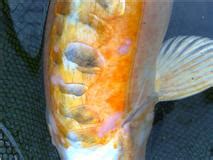Carp Pox Explained Leebs Koi Health Forum Pond Life