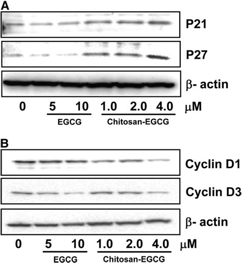 comparative effects of nonencapsulated egcg and nano egcg on cell
