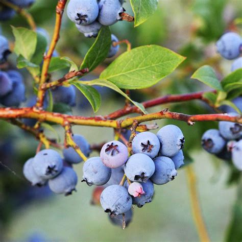 Jewel Blueberry Bushes For Sale