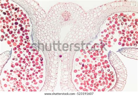 Study Flower Cells Under Microscope Lily 스톡 사진 523191607 Shutterstock