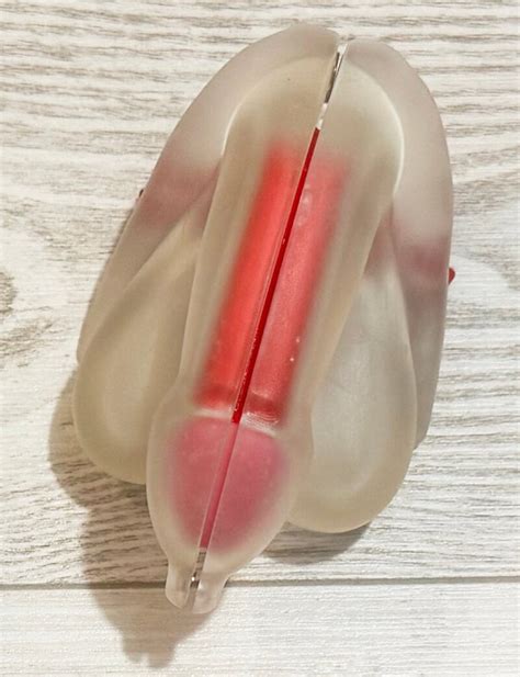 Ensemble Pédagogique Vulve Verge Clitoris Penis En Résine Rigide