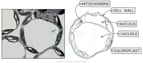Labelled Chloroplast Micrograph Plant Resistance To Stress Role Of
