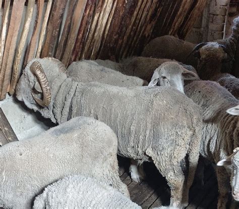 Sheep Farm Baba Reshi