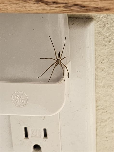 Help Rspiderid