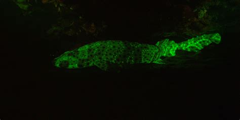 Through A Sharks Eyes See How They Glow In The Deep