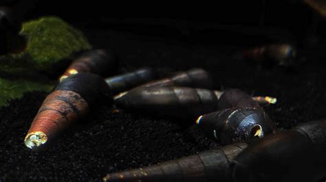 13 Best Types Of Freshwater Aquarium Snails