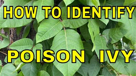 How To Identify Poison Ivy