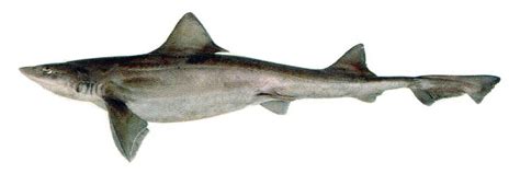Argentina Nativa Gatuzo Mustelus Schmitti