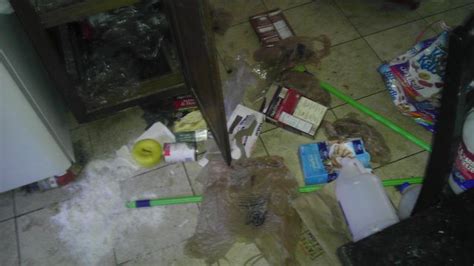 Raccoon Squatters Cause Choas In Guys Home 10 Pics