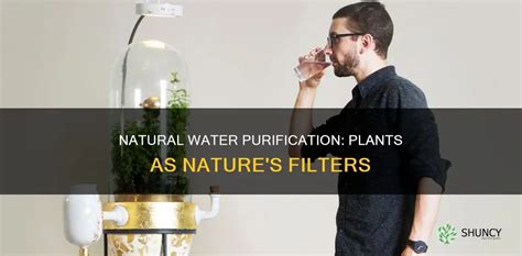 Natural Water Purification Plants As Natures Filters Shuncy