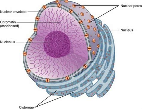 Nucleus Function In Plant Cell