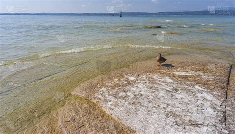 母野鸭野鸭，亦称野鸭