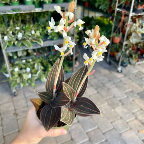 29 Rare Wild Orchid Varieties To Give Your Garden Landscape A Unique Flare