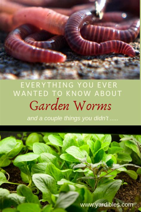 Common Types Of Worms For Home Composting Yardibles