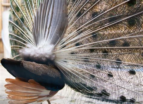 A Peacock Displaying Its Train Backside View Of The Feather Look Like