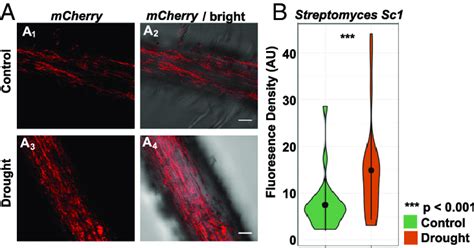 Streptomyces Exhibit Increased Colonization Of Sorghum Roots Under