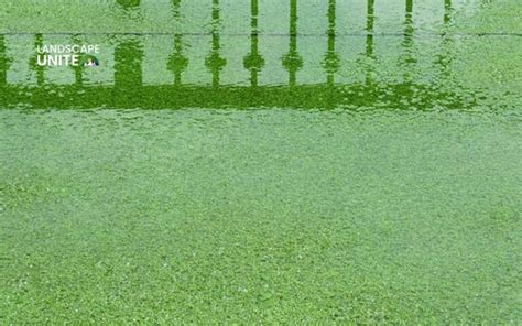 11 Hidden Problems With Artificial Grass How To Fix Them