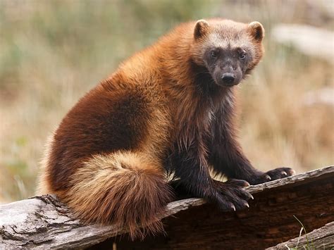Wolverine Sighting Form Colorado Parks And Wildlife
