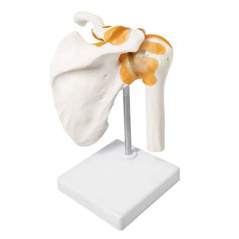 Shoulder Joint Model