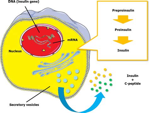 Insulin Structure C Peptide