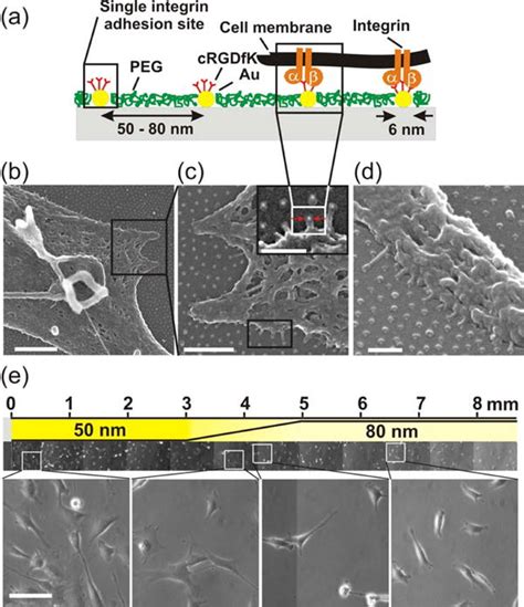 Induction Of Cell Polarization And Migration By A Gradient Of Nanoscale Variations In Adhesive