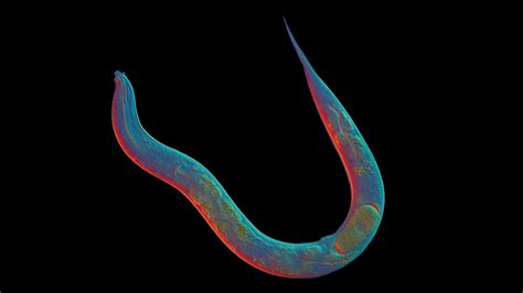 Why Does Sex Exist This 18 Million Year Old Worm Left It All Behind