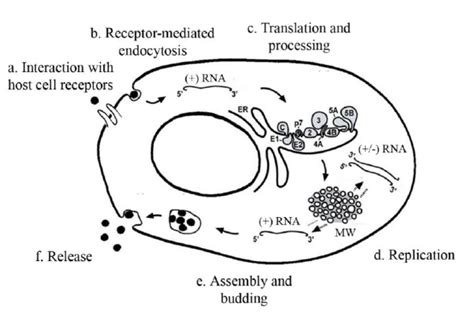 Hcv Life Cycle The Life Cycle Of Hcv Is Similar To That Of Other